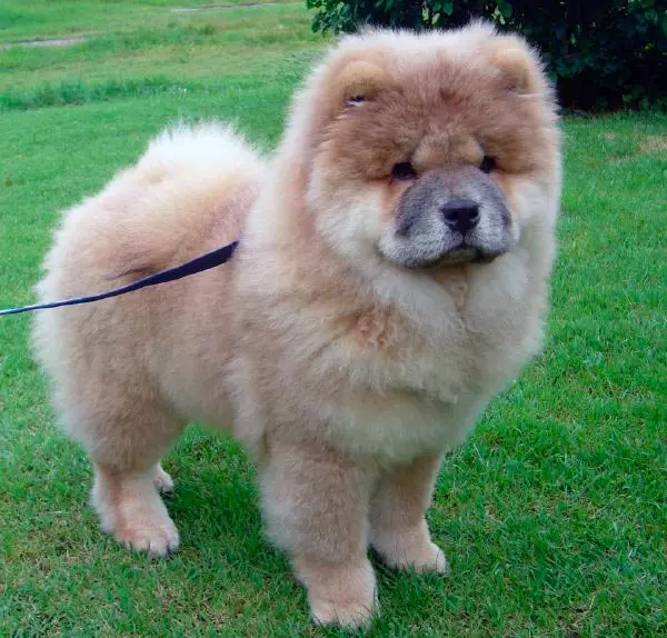 O pelo longo a miúdo provoca un sobrecalentamiento, polo que é recomendable pasear o animal pola mañá cedo ou pola tarde