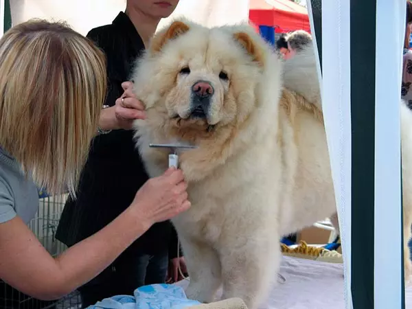 Chow-chow-kappans rikedom, bestående av långt hår och en tjock underrock, kräver ordentlig och regelbunden vård