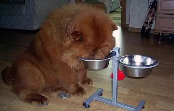 Para cultivar un chow-chow sa e fermoso, debes proporcionarlle unha nutrición completa e equilibrada a calquera idade