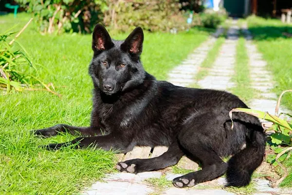 Anjing asu ajag minangka kewan sing cerdas lan kompleks, pikirake kanthi temenan manawa sampeyan kudu miwiti lan apa sampeyan bisa ngatasi polahe