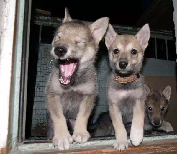 Цената на кученцата wolkosob варира от 20 000 до 30 000 рубли и зависи от пол, цвят и произход