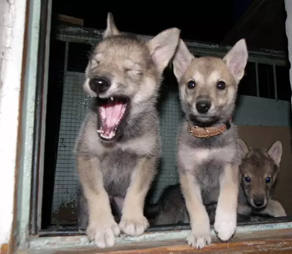 Kurt köpeği yavrularının fiyatı 20.000 ila 30.000 ruble arasında değişmektedir ve cinsiyete, renge ve kökene bağlıdır.