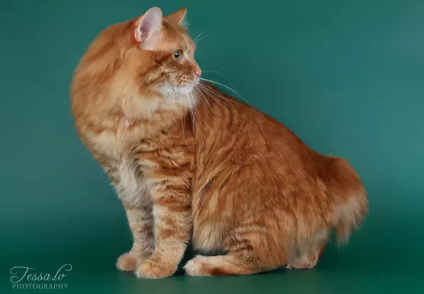 Chat Breeds - Kurilian Bobtail