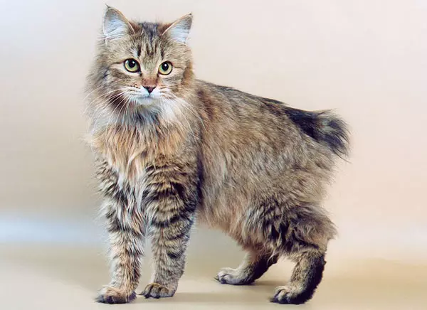 Kurylski Bobtail