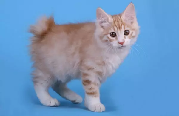 Kurilian Bobtail - baka kucing