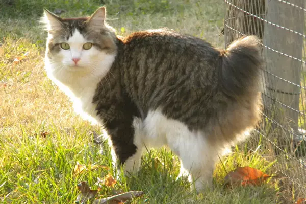 Kurilian Bobtail - përshkrim, karakter, kujdes, blej