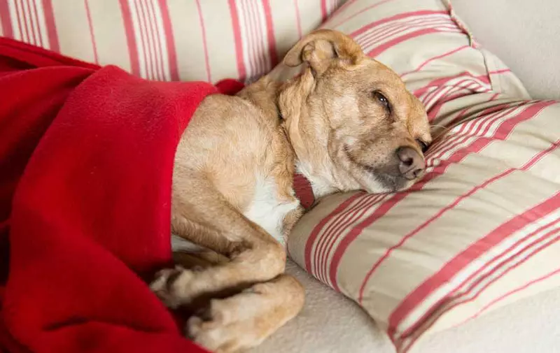 El veterinari determina la durada total del tractament i sol variar de 2-3 dies a una setmana.