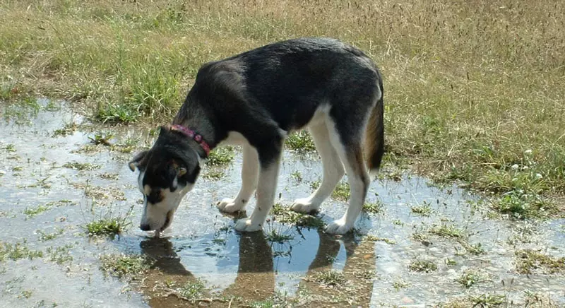 Leptospirosis sa mga aso