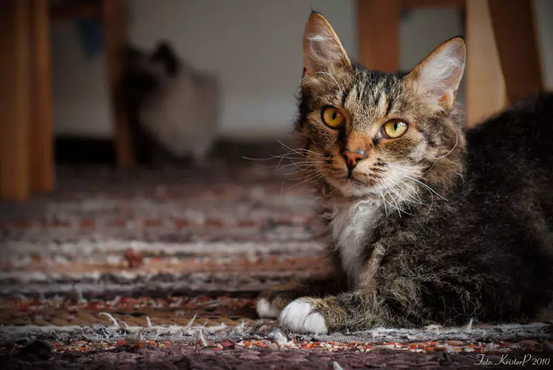 I le galueaina o le galuega, sa faʻaaoga e le fai lafumanu ni aliʻi o le Manx ma Siamese ituaiga