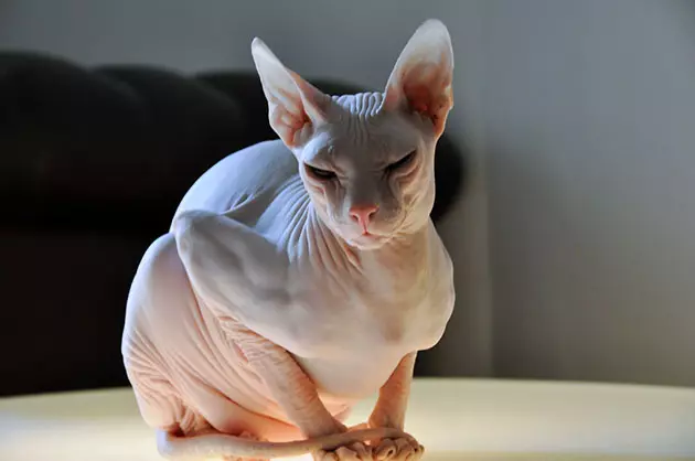 Sérkenni Don Sphynxes er ull úr bursta