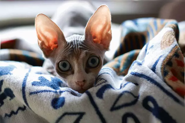 Don Sphynxes waxay u nugul yihiin hypothermia - tixgeli tan markaad ilaalinayso