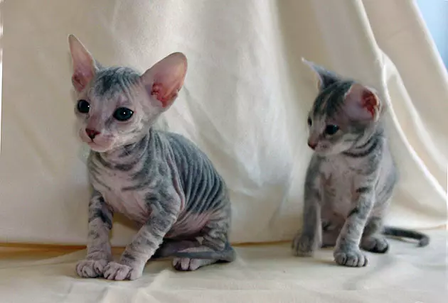 Don Sphynxes müəyyən xəstəliklərə həssasdır, buna görə də onları vaxtaşırı olaraq baytar həkimə göstərmək lazımdır.