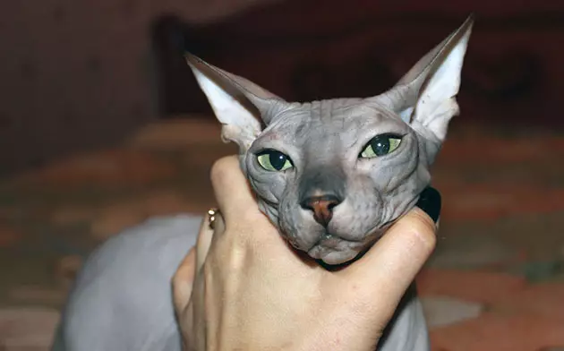 Don Sphynxes raket pisan sareng bakti ka tuanna