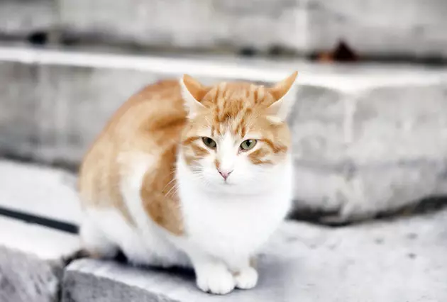 Anatolian cat