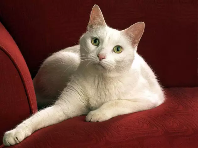 Pisîka Anadolu xwedî karakterek bikêr û nerm e