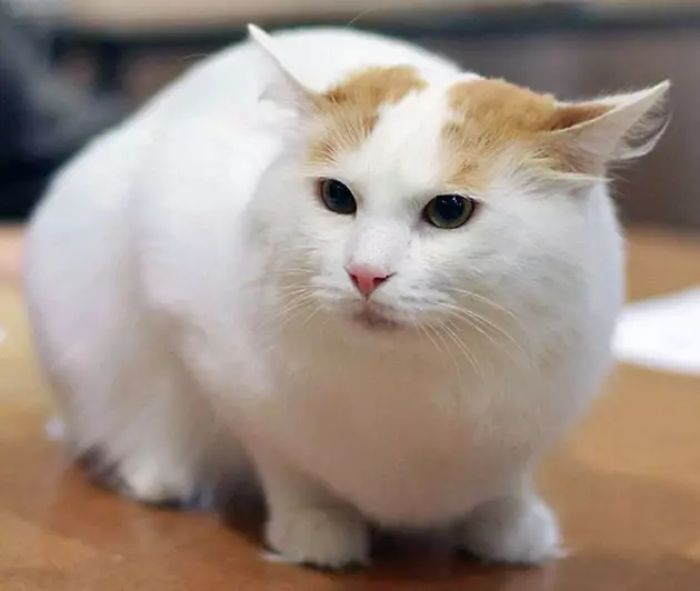 Anatolsk katt: foto, beskrivning, karaktär, innehåll, recensioner 167_4