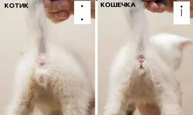 Kaip nustatyti kačiuko lytį