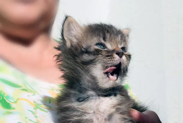 Den populære måde at bestemme kattens køn på er at hælde en tallerken mælk og bringe killingen, hvis han drikker med halen opad - en kat, hvis den er nedad - en kat