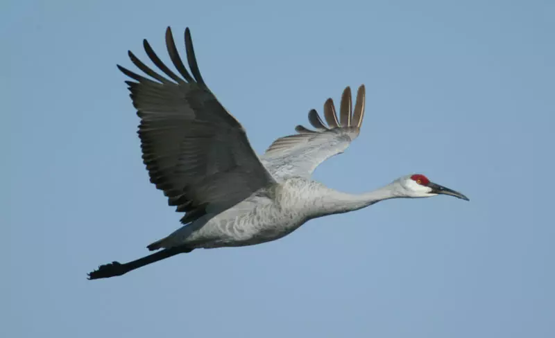 Cranes ishiri dzinoyevedza dzakanakidza vanhu kwezviuru zvemakore