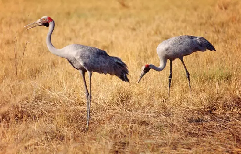 Iyo crane yeAustralia ndiyo yakareba kumiririra iyo crane