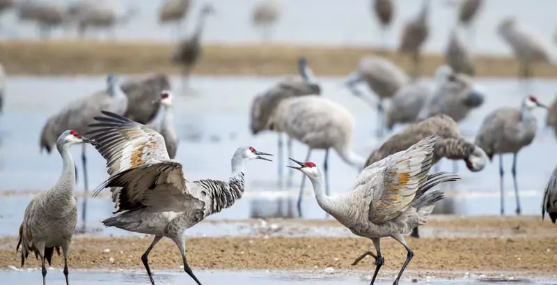 Cranes inoda nzvimbo dzakavhurika nemachakwi uye mafuro ehupenyu.