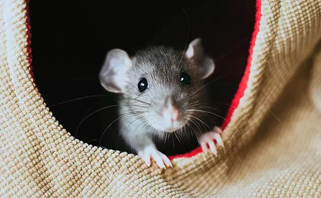 È molto difficile determinare il sesso dei cuccioli di ratto appena nati.