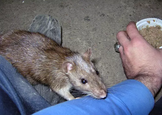 Die Haltung gegenüber Ratten ist mehrdeutig, für die einen eine Bedrohung für die Ernte, für die anderen ein Haustier