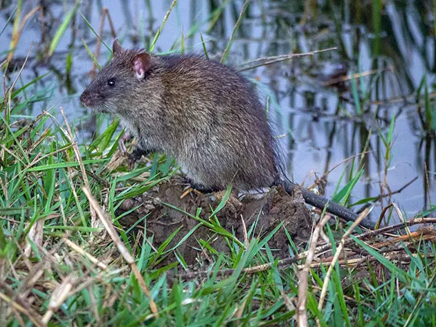 Bandikooti (latīņu Bandicota)