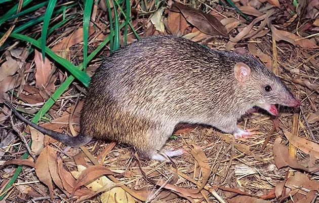 La gamma e l'habitat del bandicoot è molto vario e dipende dalla specie