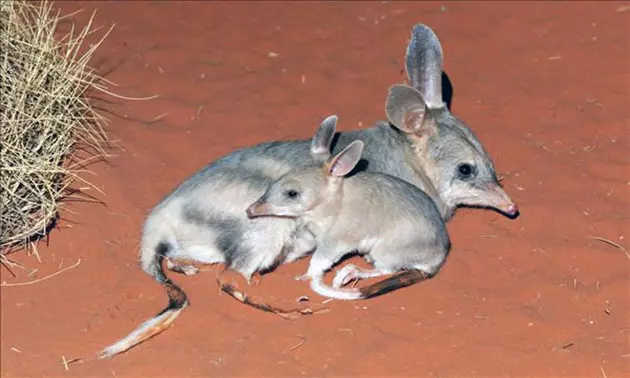 La femmina bandicoot può produrre prole fino a otto volte l'anno.