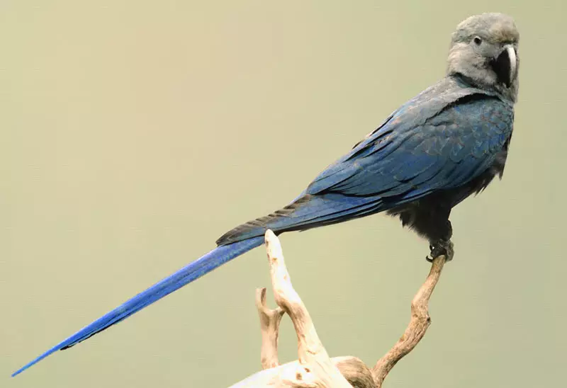 Moviy macaw - fotosurat, tavsif, diapazon, parhez, dushmanlar, aholi