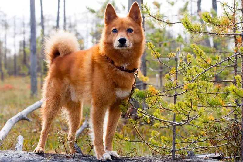 Mae'r Karelian-Finnish, neu'r hela husky, yn un o'r cŵn sy'n eithaf poblogaidd mewn rhai cylchoedd.