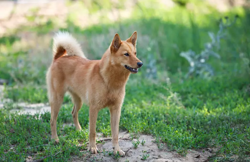 Karelian-Finnish huskies foliga mai e maua mamafa vave