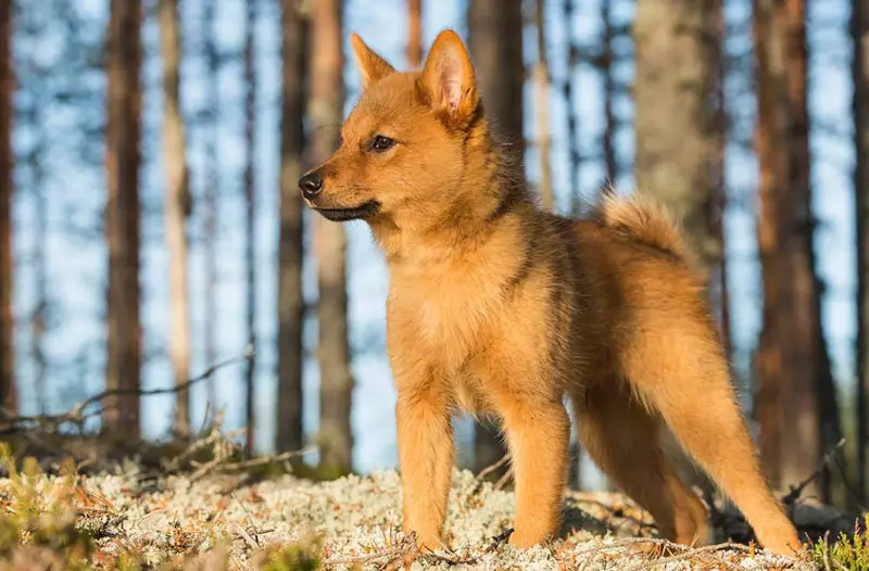 Karelo-Finlande laika - ifoto, ibisobanuro, ibirimo, kugura, gusubiramo