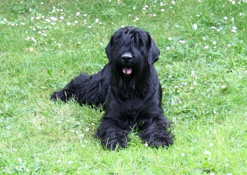 Mittel Schnauzer je harmonično grajen, energičen pes s skoraj kvadratnim telesom.