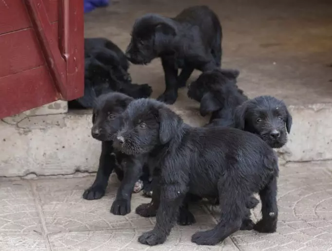 Mittelschnauzers - e tatau ona mataala tele maile ola ma le faʻamama