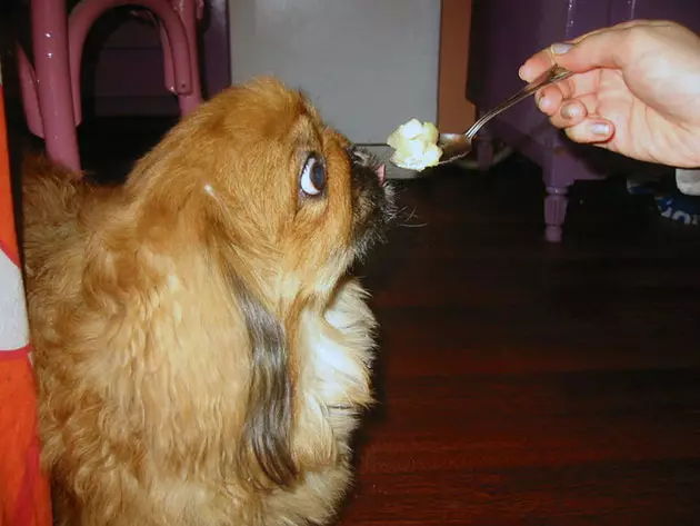 Pekinera dieta osatzerakoan, debekatutako jakien zerrenda hartu behar da kontuan.