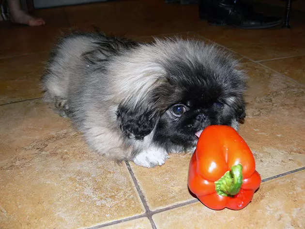 Kuna iya ciyar da Pekingese tare da abinci na halitta da kayan aikin masana'antu da aka shirya.