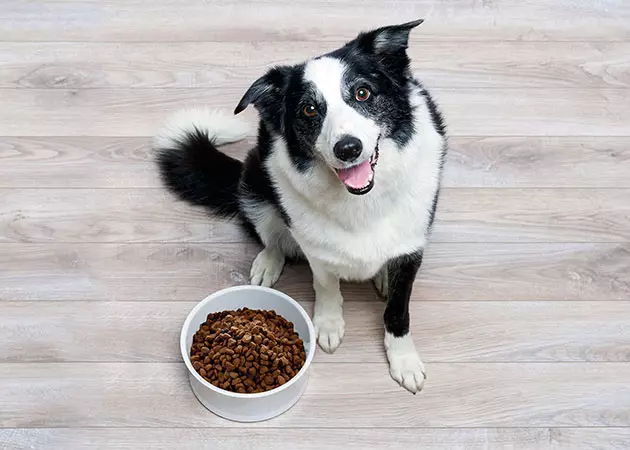 να θυμάστε ότι η διατροφή του σκύλου σας θα πρέπει να είναι διαφορετική ανάλογα με την ηλικία