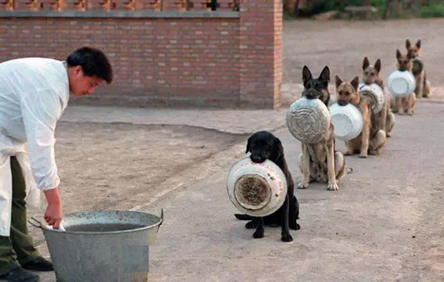 En los perros que viven en la calle, la comida diaria debe estar presente: carne, verduras guisadas y cereales con grasa animal, además de vitaminas.