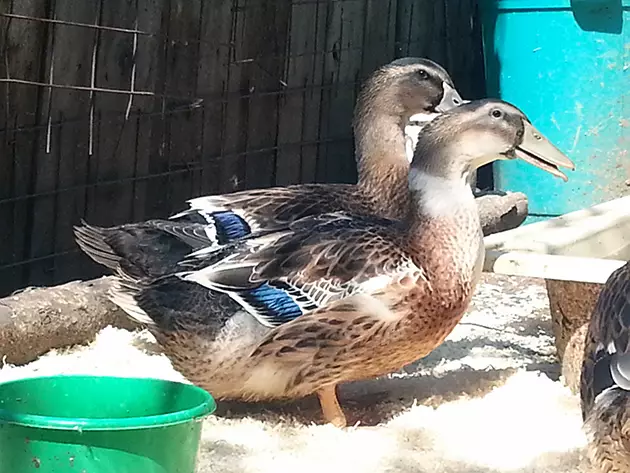 Il est recommandé de nourrir les canards bachkir avec une purée nutritive et humide