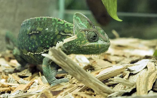 Kusunga chameleon kunyumba