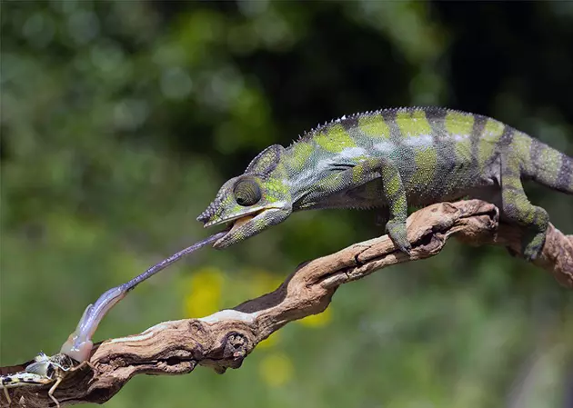 La dieta dels camaleons està representada per insectes no verinosos, voladors i rastrejadors.