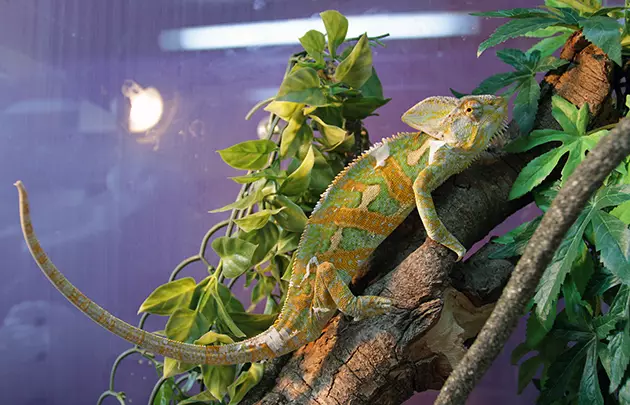 A enfermidade do camaleón máis común é a infestación de parasitos.