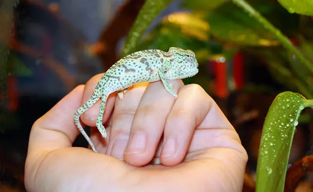 Chameleons pa reyèlman bezwen mache chak jou.