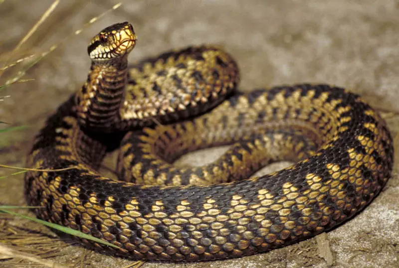 Hadi z Rostovské oblasti: zmije obecná