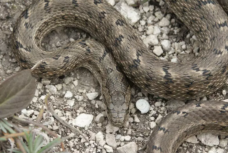 Schlangen der Region Rostow: Gemusterte Schlange
