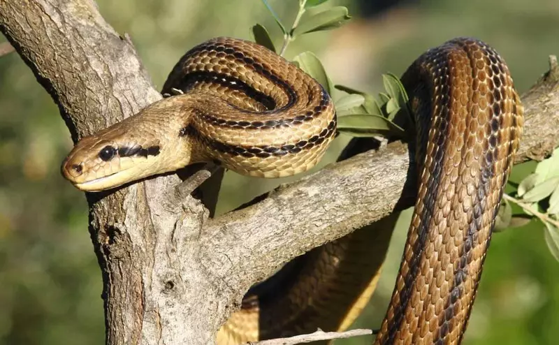Hadi Rostovského regionu: Čtyřproudý lezecký had