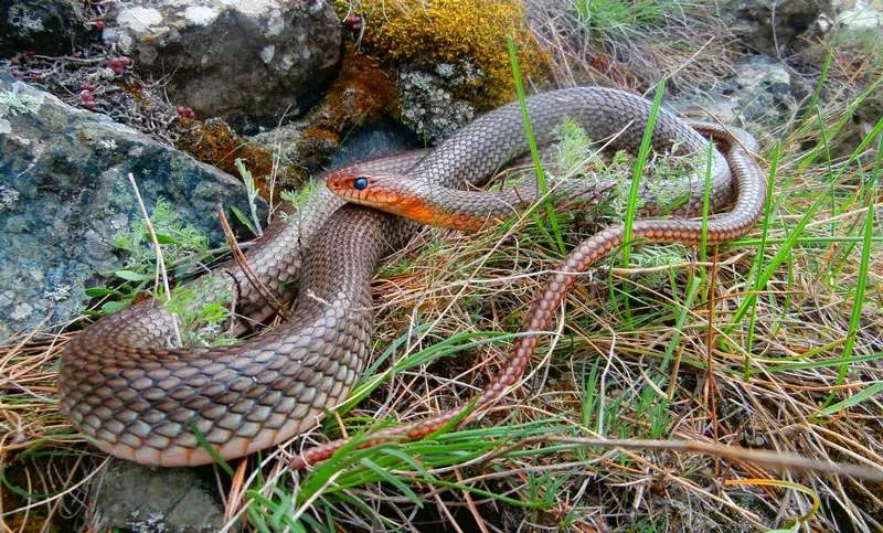A Rosztovi régió kígyói: Kaszpi-tenger, vagy sárgahasú kígyó