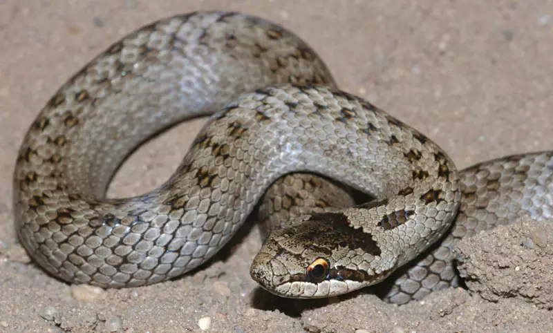 Hadi z Rostovské oblasti: Společná měděná hlava